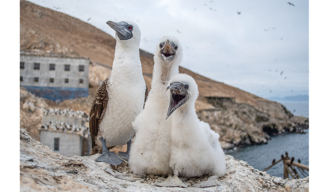 Peru's Desert Penguins
