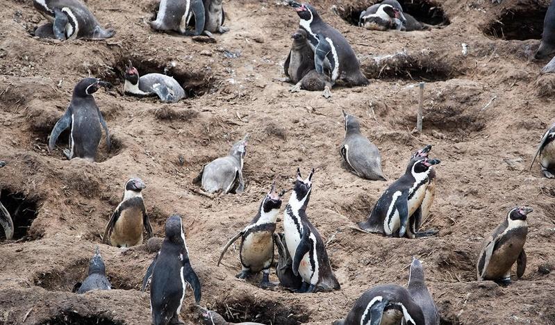 Peru's Desert Penguins