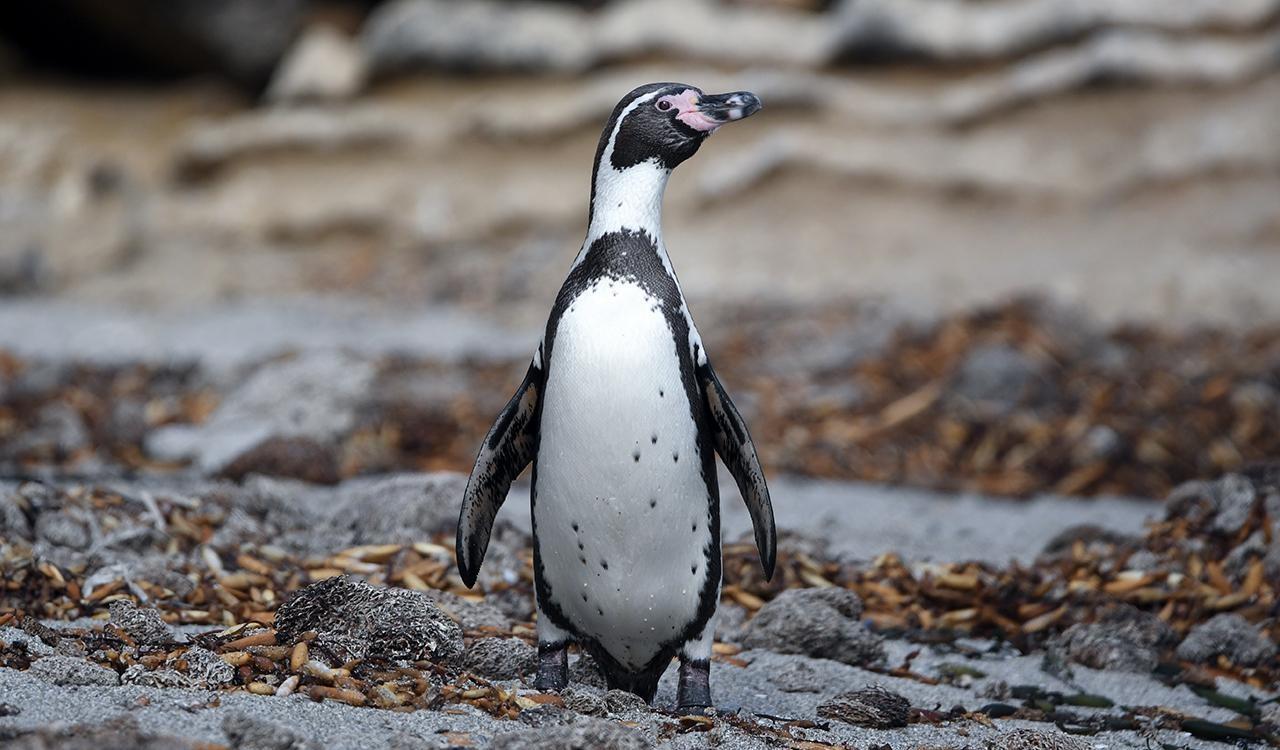 Peru's Desert Penguins