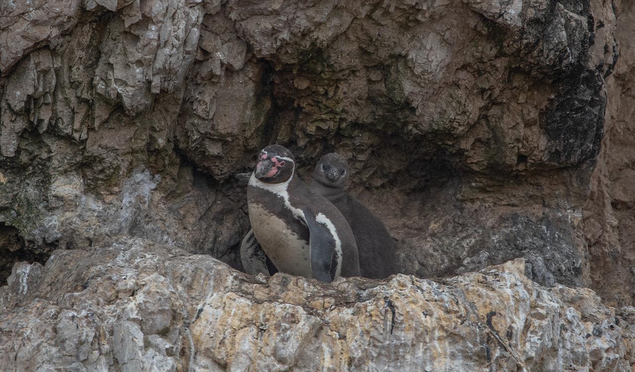 Peru's Desert Penguins