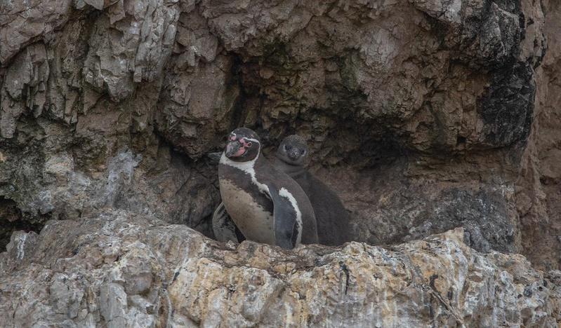 Peru's Desert Penguins