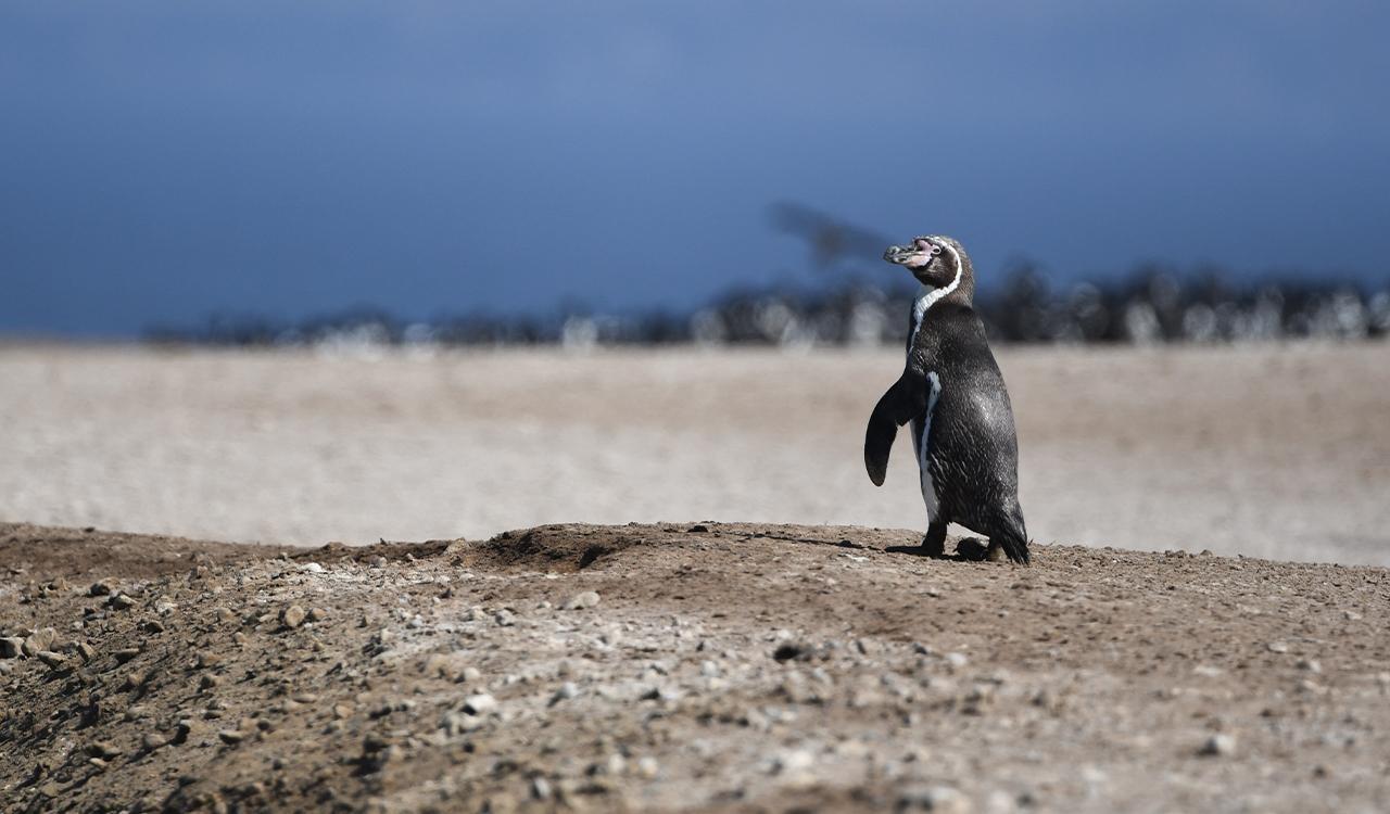 Peru's Desert Penguins