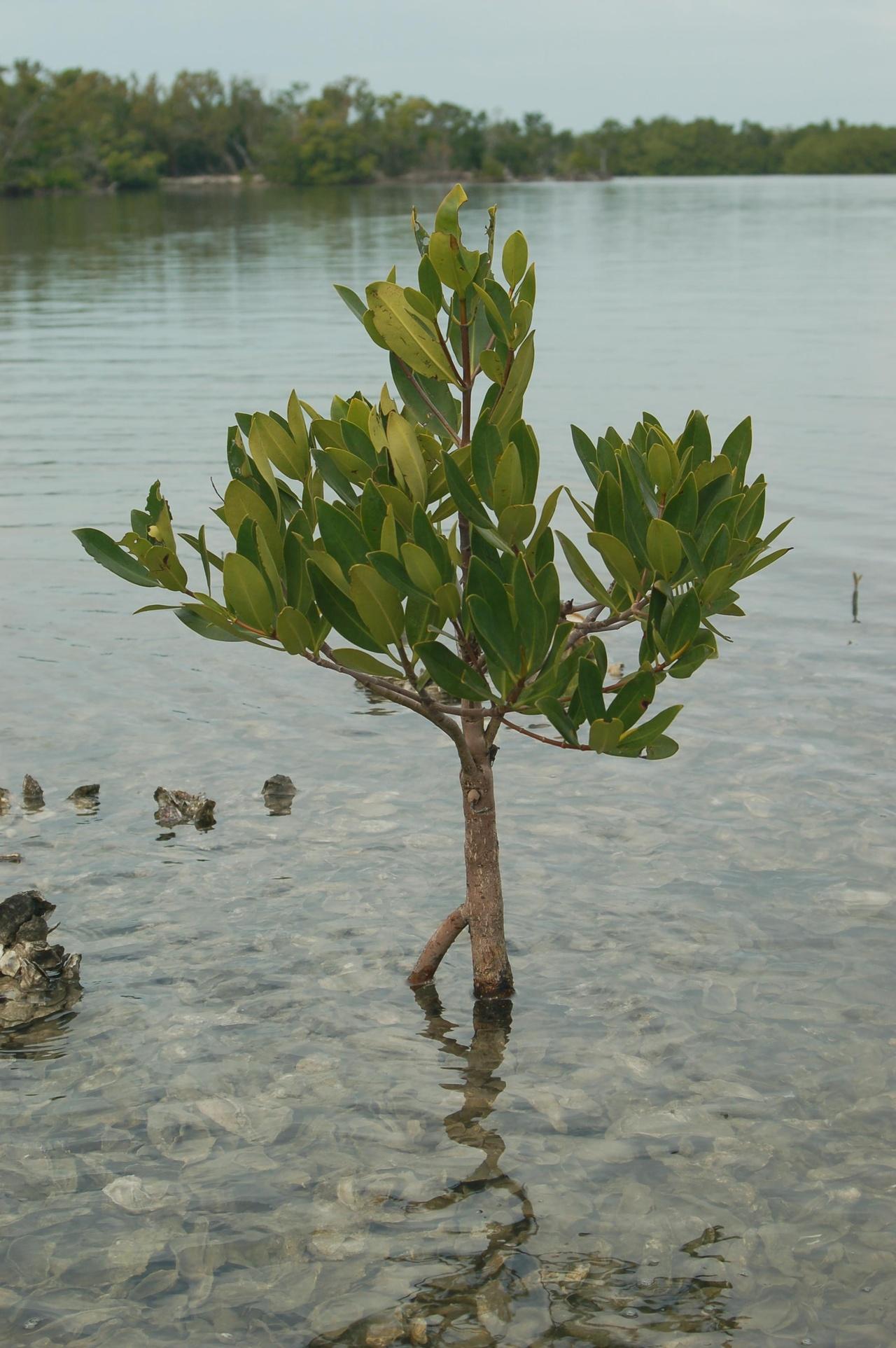 Seagrasses and Mangroves