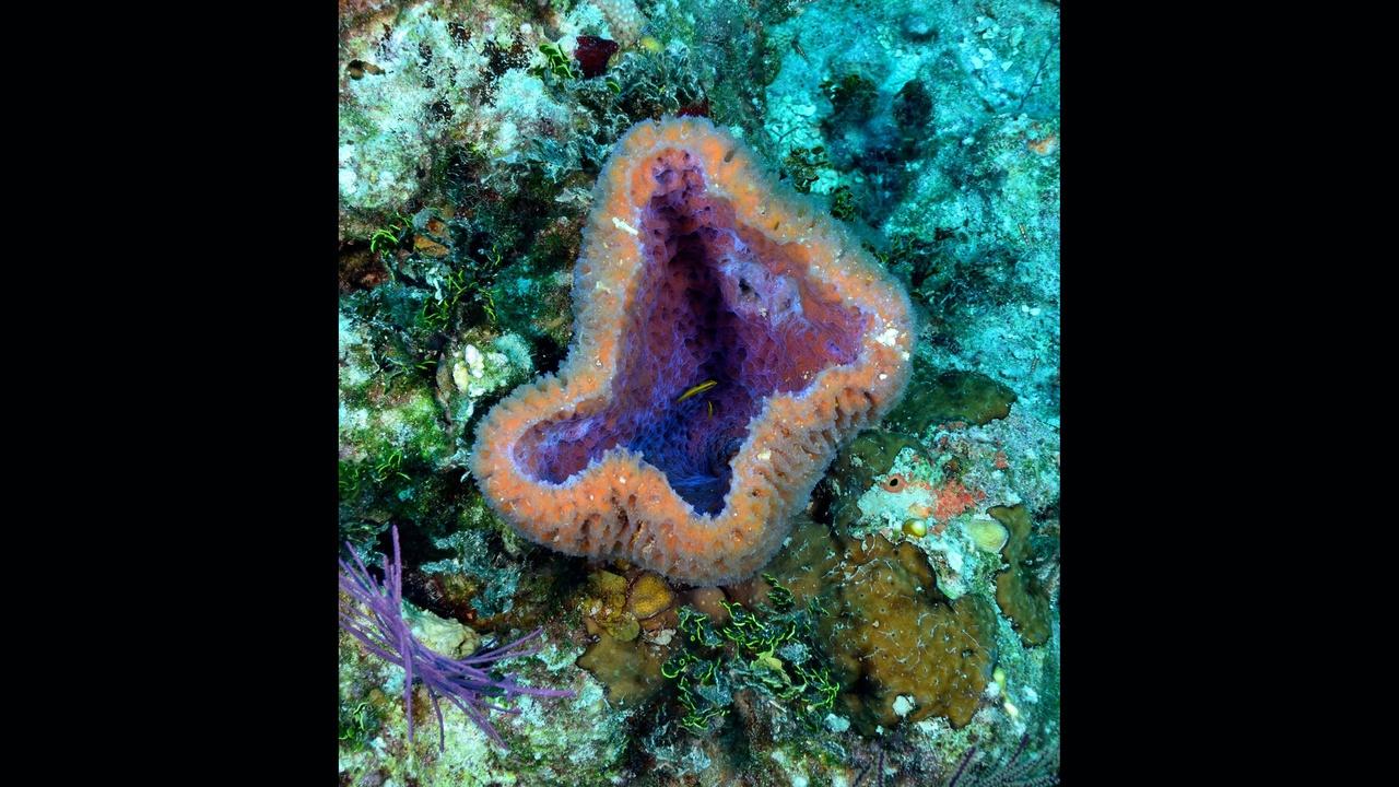Sponges: Oldest Creatures in the Sea?