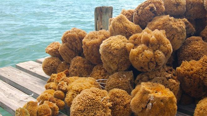 Sponges: Oldest Creatures in the Sea?