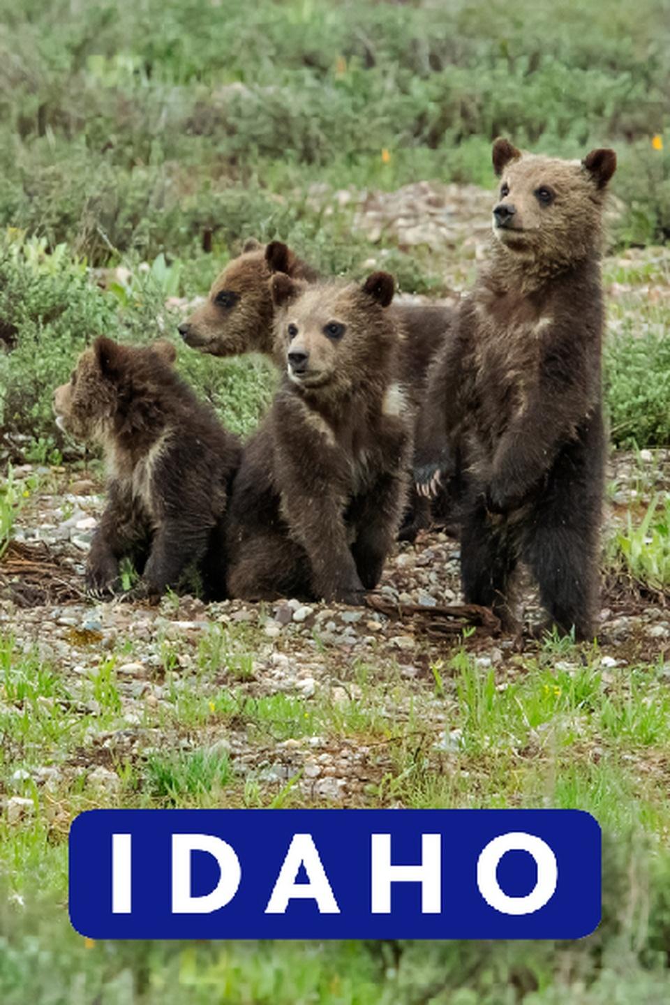 Idaho Public Television Watch