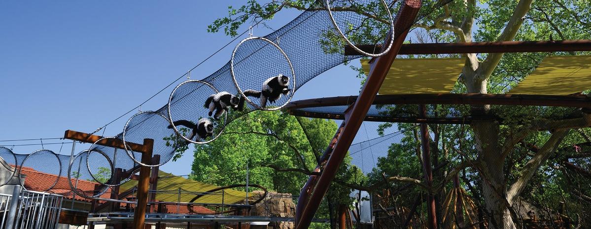 Primate Canopy Trails Opens at Saint Louis Zoo