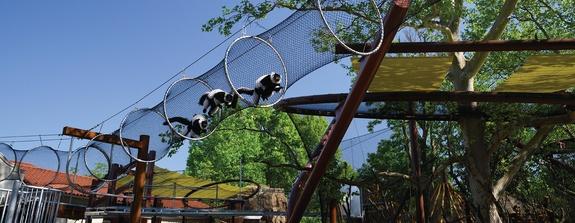 Primate Canopy Trails Opens at Saint Louis Zoo