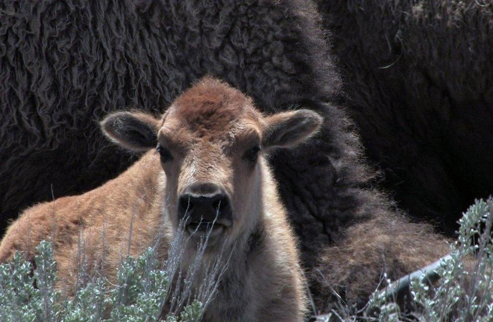 Facing The Storm: Story Of The American Bison