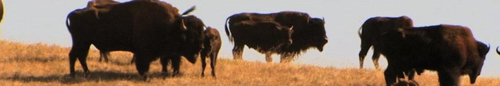 Facing The Storm: Story Of The American Bison