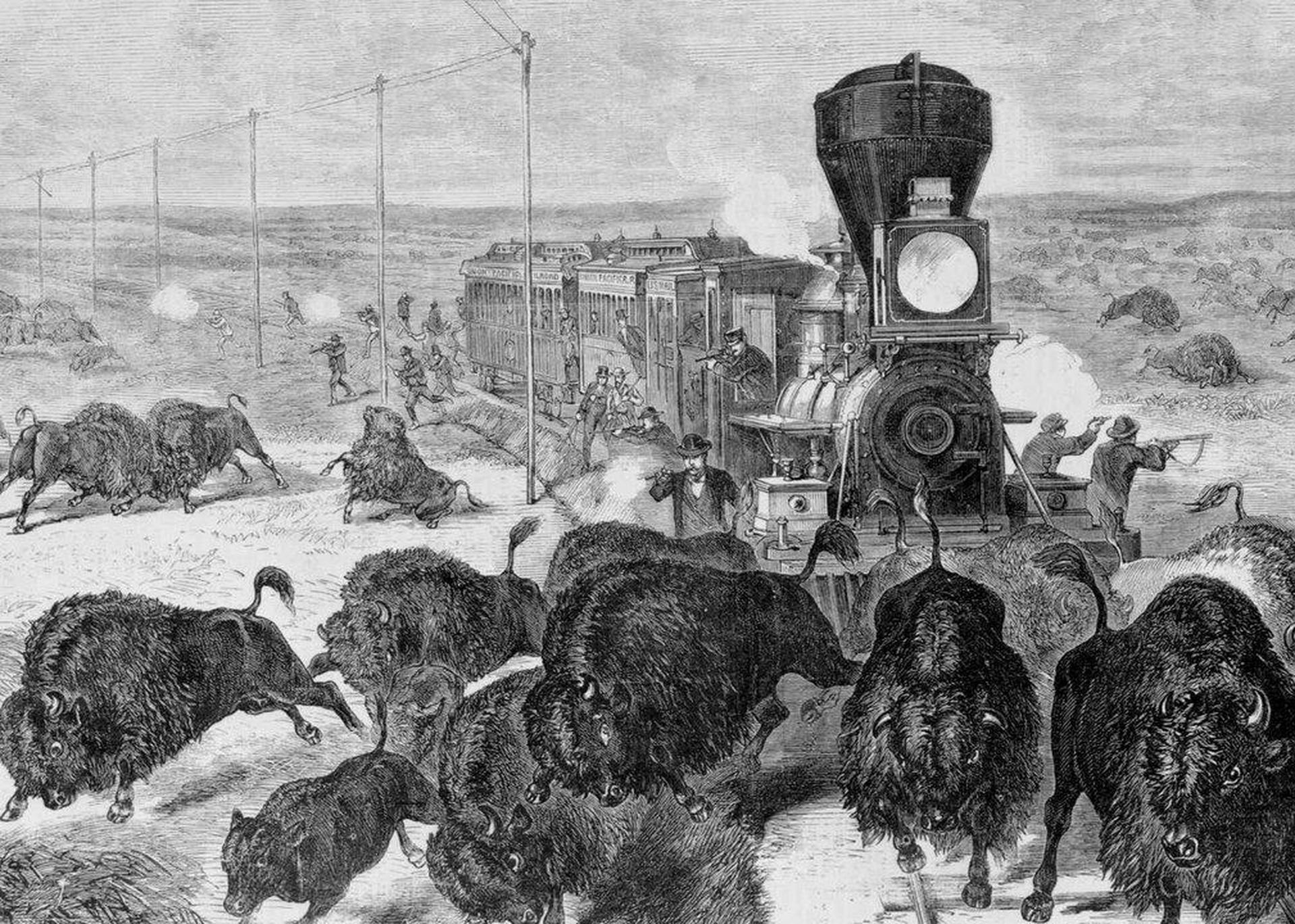 Facing The Storm: Story Of The American Bison