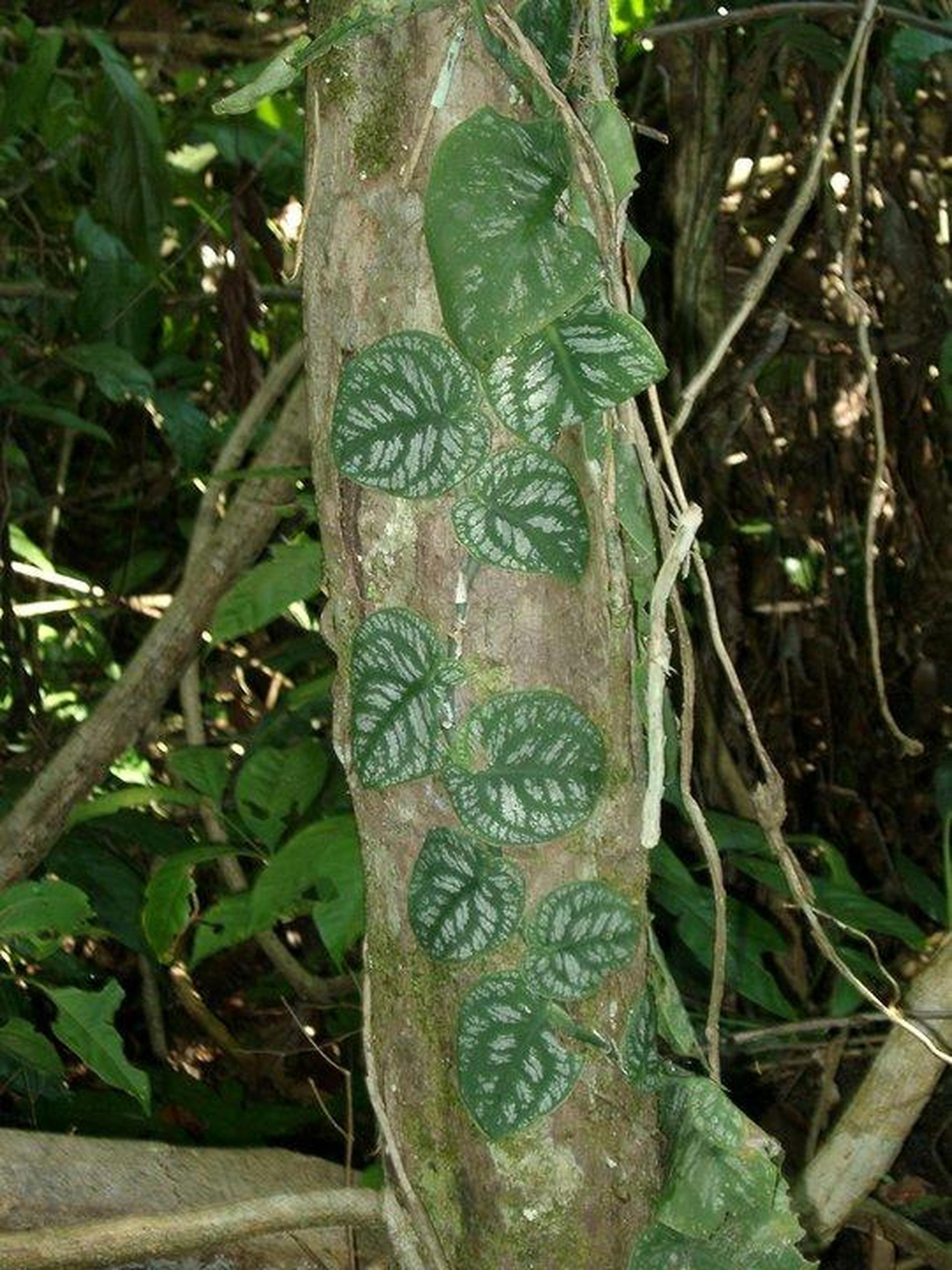 Jewels of the Jungle