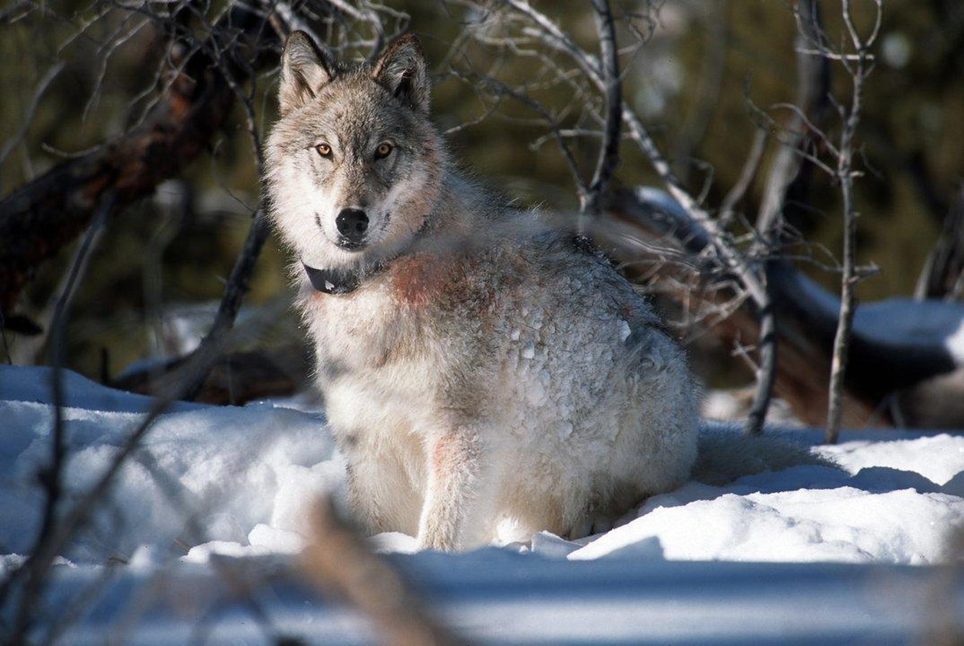 Wolves in Paradise