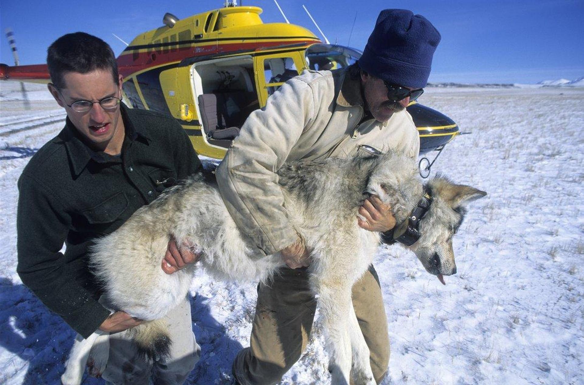 Wolves in Paradise