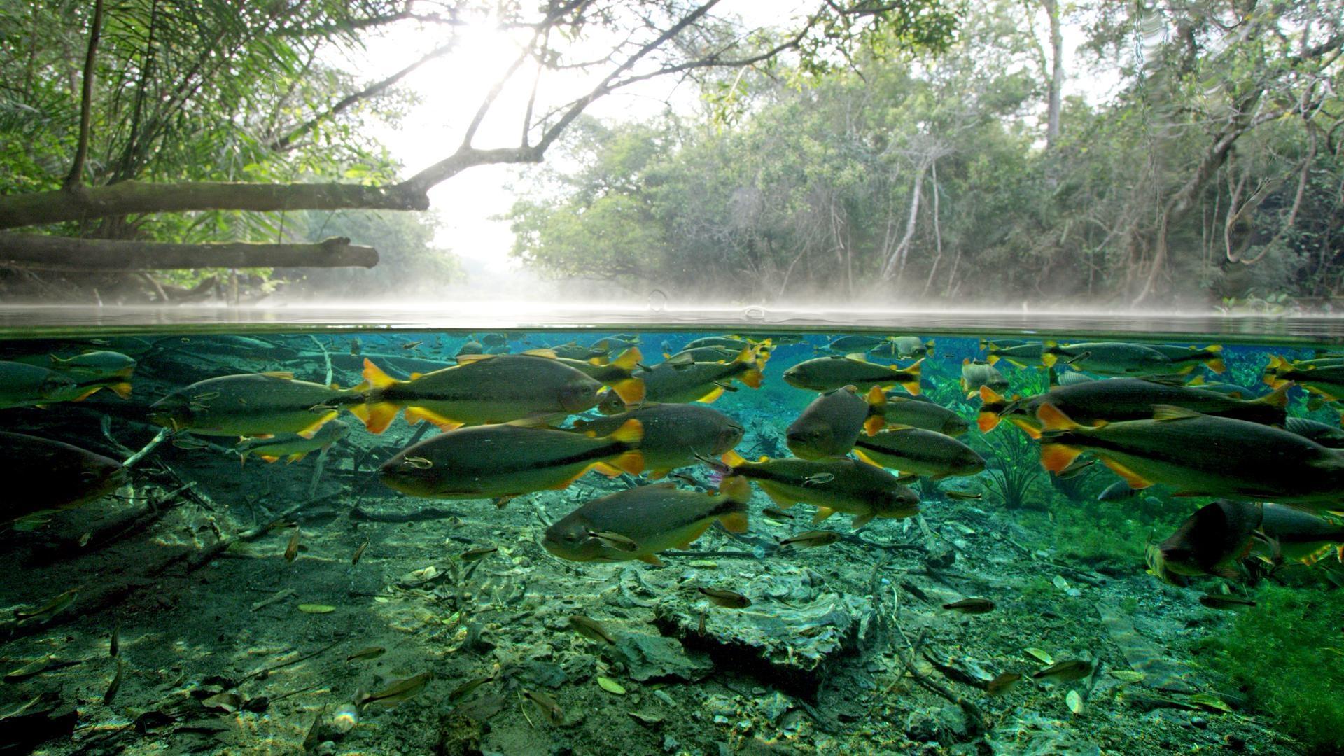 H2O: The Molecule That Made Us Episode 1: Pulse