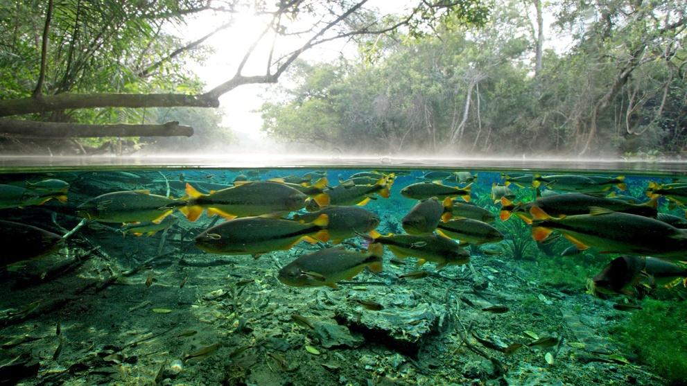 H2O: The Molecule That Made Us Episode 1: Pulse