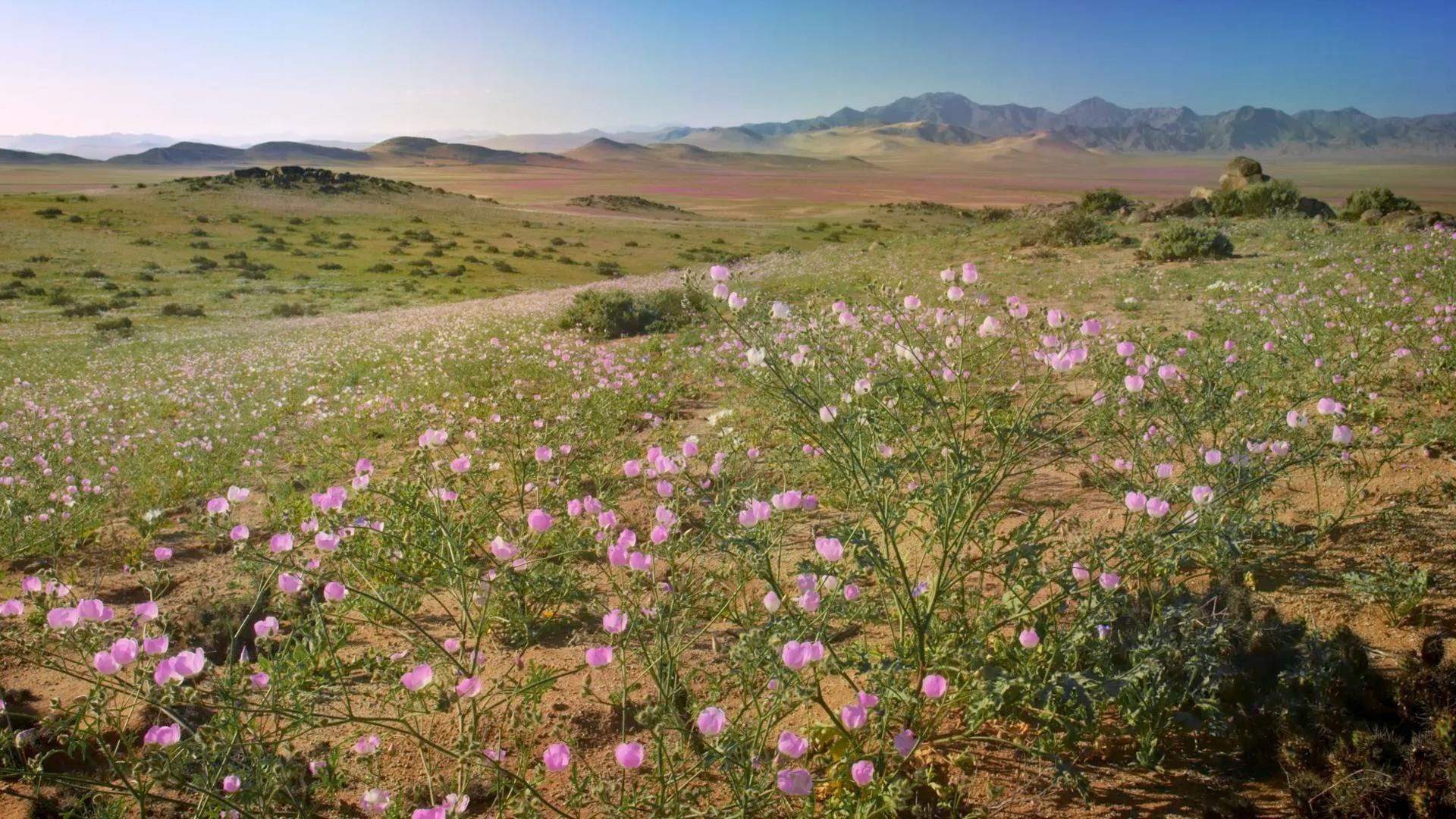 H2O: The Molecule That Made Us Episode 1: Pulse