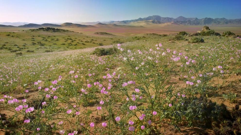 H2O: The Molecule That Made Us Episode 1: Pulse