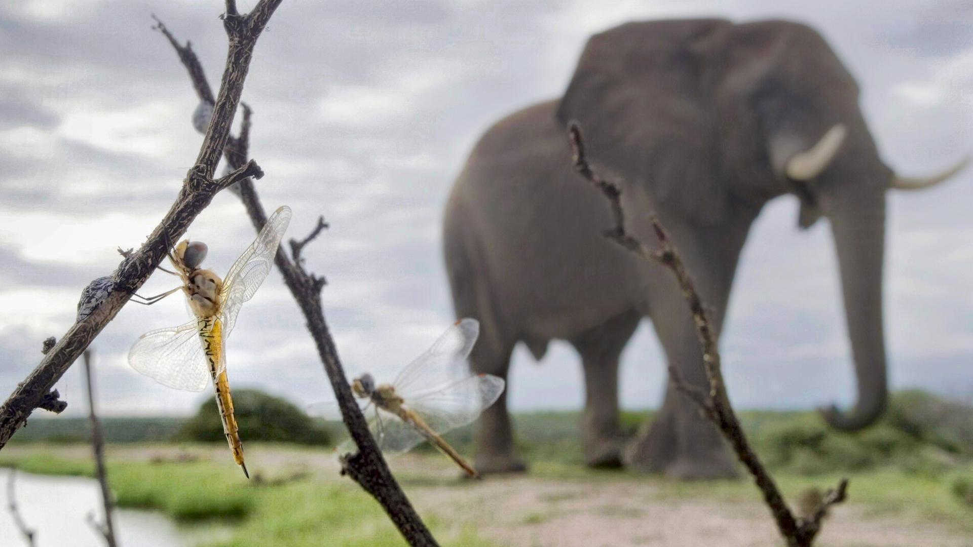 H2O: The Molecule That Made Us Episode 1: Pulse