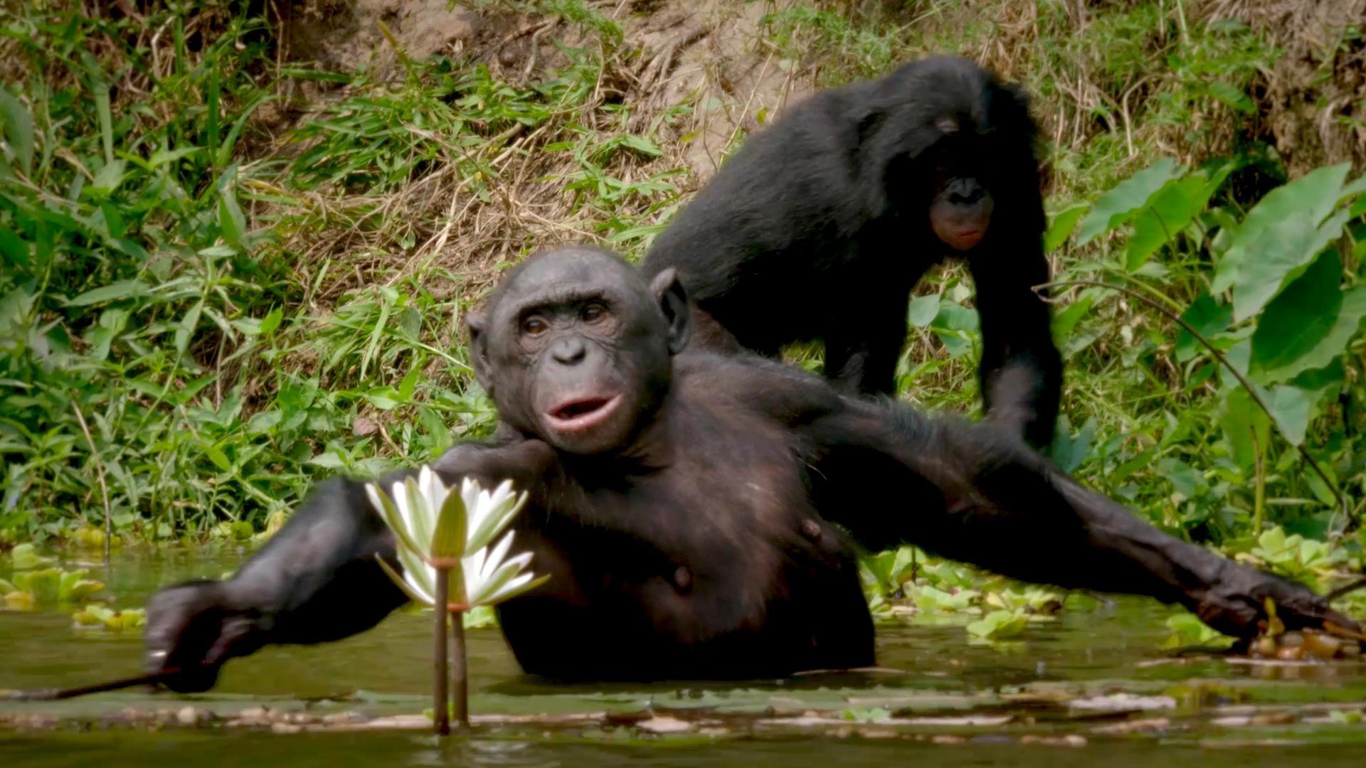 H2O: The Molecule That Made Us Episode 1: Civilizations