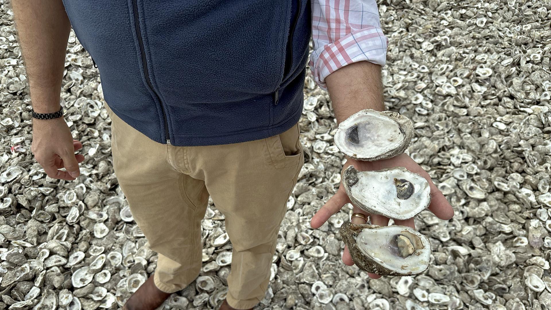 How recycled oyster shells are restoring Alabama's coast