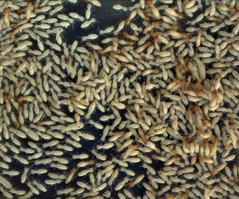 Large termite swarms point to growing invasive pest problem in Mississippi
