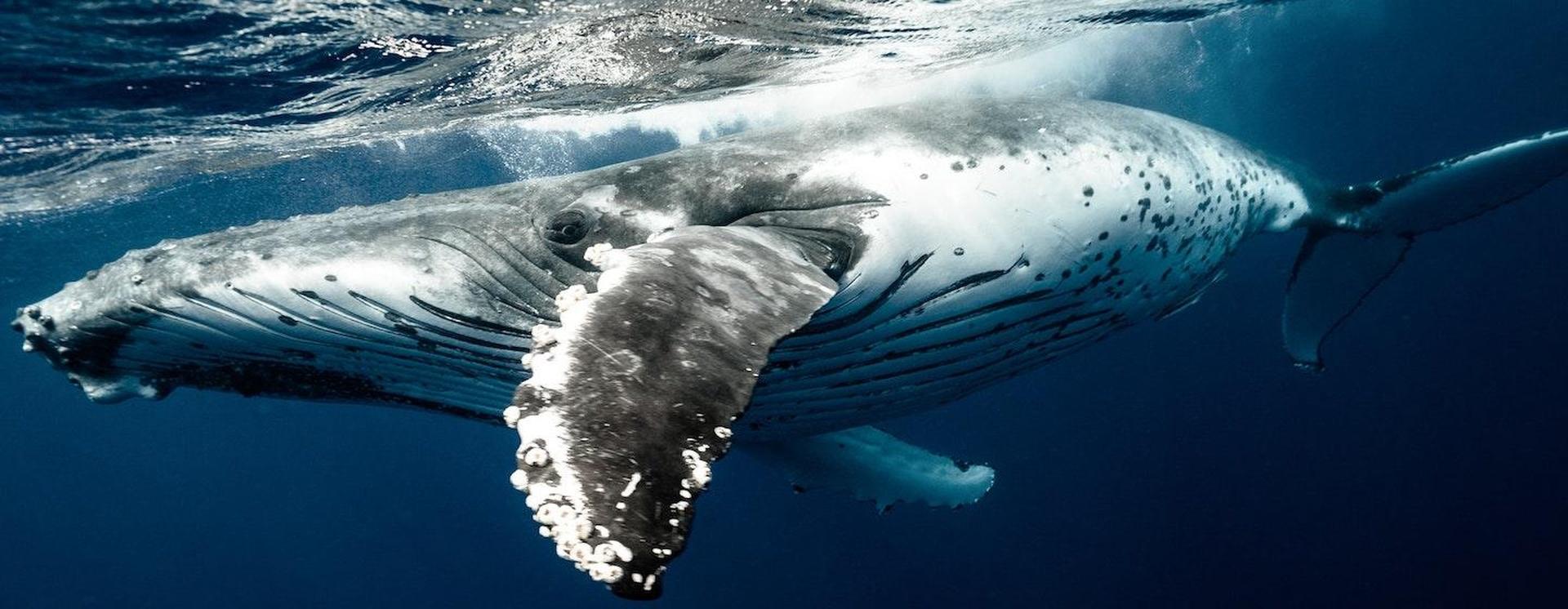 Whale Poop Is Crucial To The Ocean | PBS North Carolina