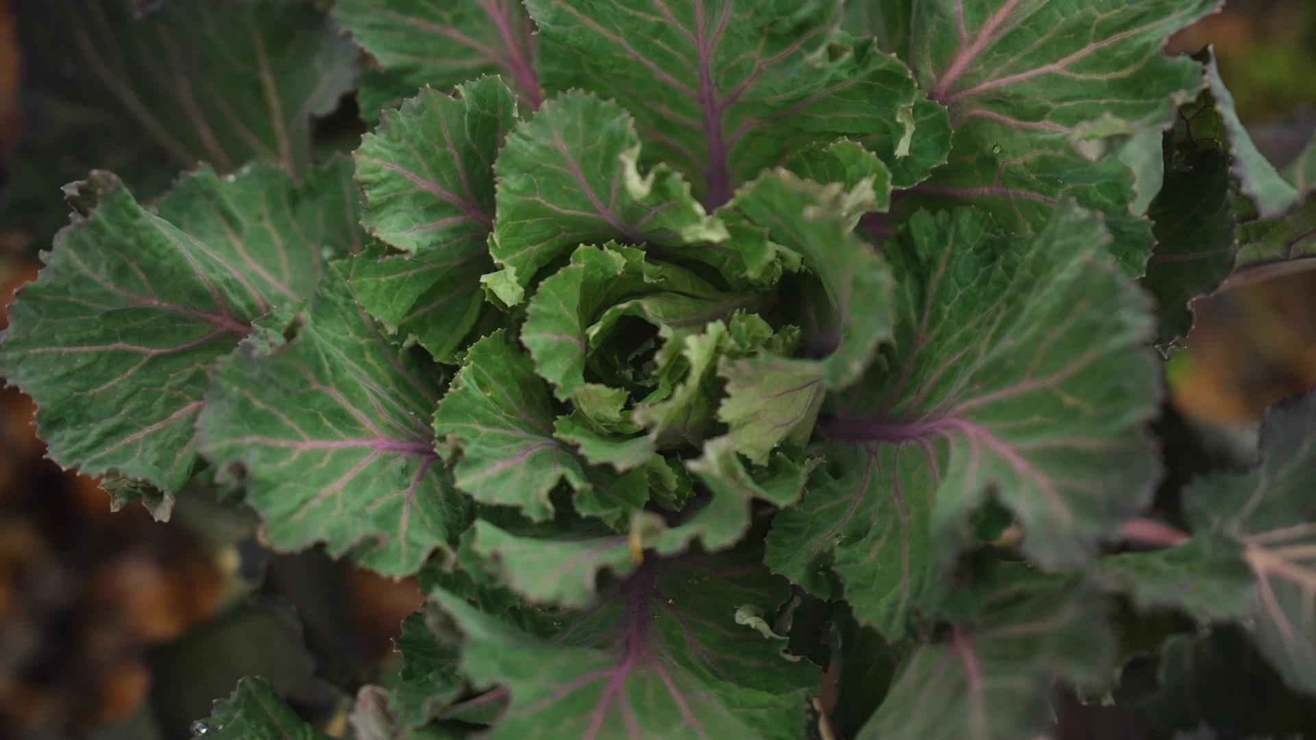 Explore the Diversity of Collards with The Utopian Seed Project | PBS ...