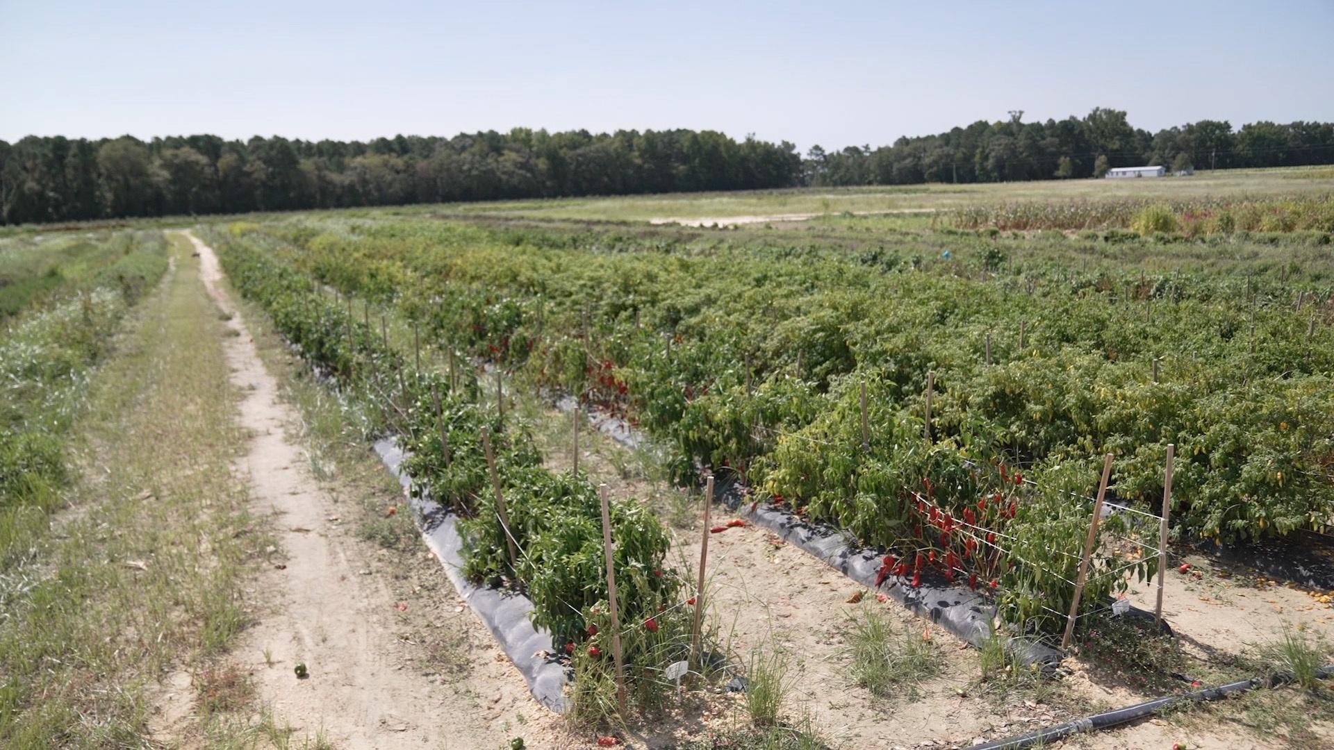 Picking the Perfect Pepper at Moore’s Produce | The Key Ingredient with ...