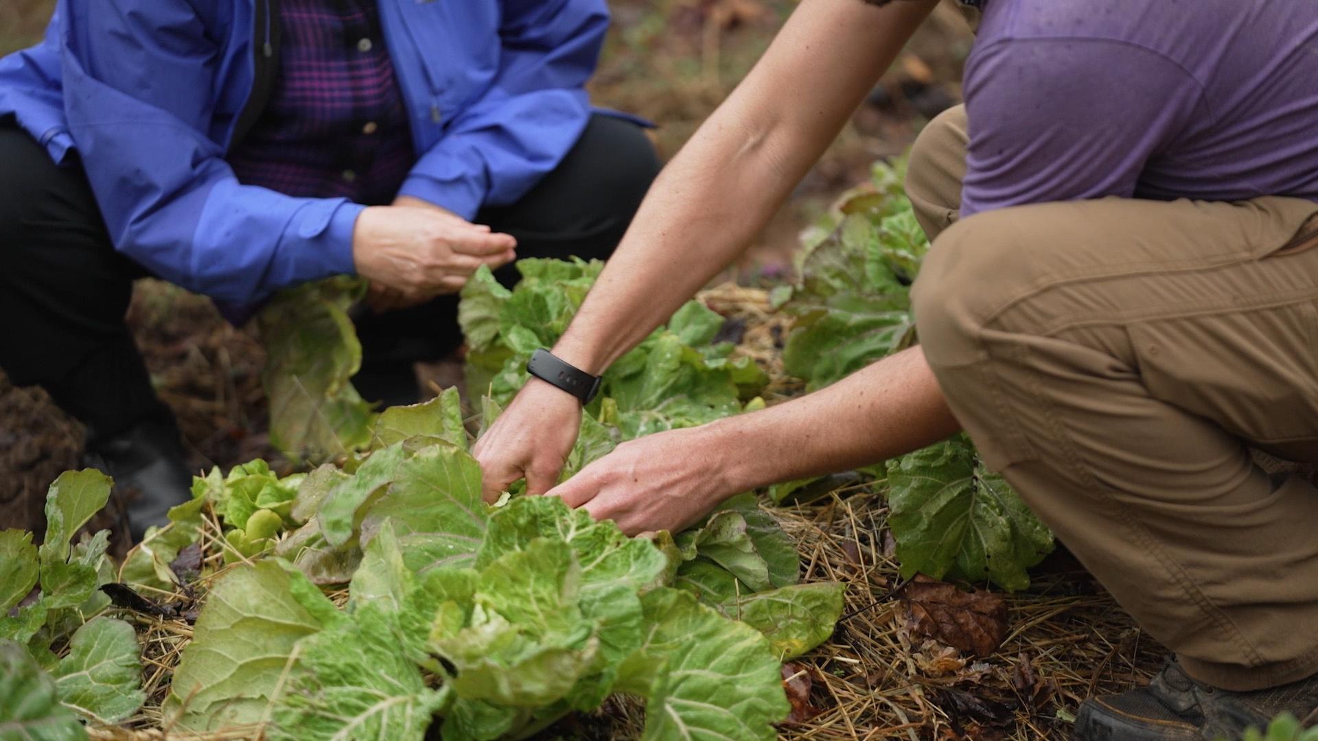 Explore the Diversity of Collards with The Utopian Seed Project | PBS ...