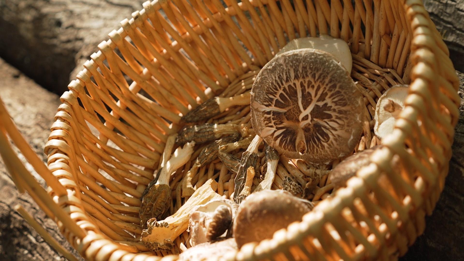 Foraging for Wild Mushrooms in the Blue Ridge Mountains | PBS North ...