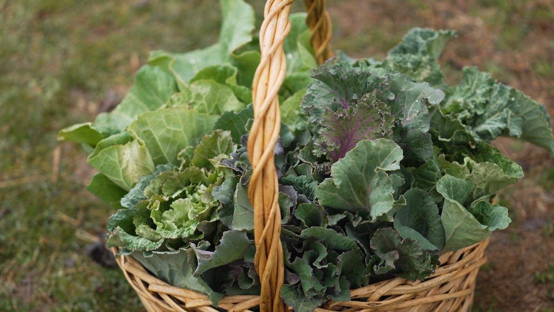 Explore the Diversity of Collards with The Utopian Seed Project | PBS ...