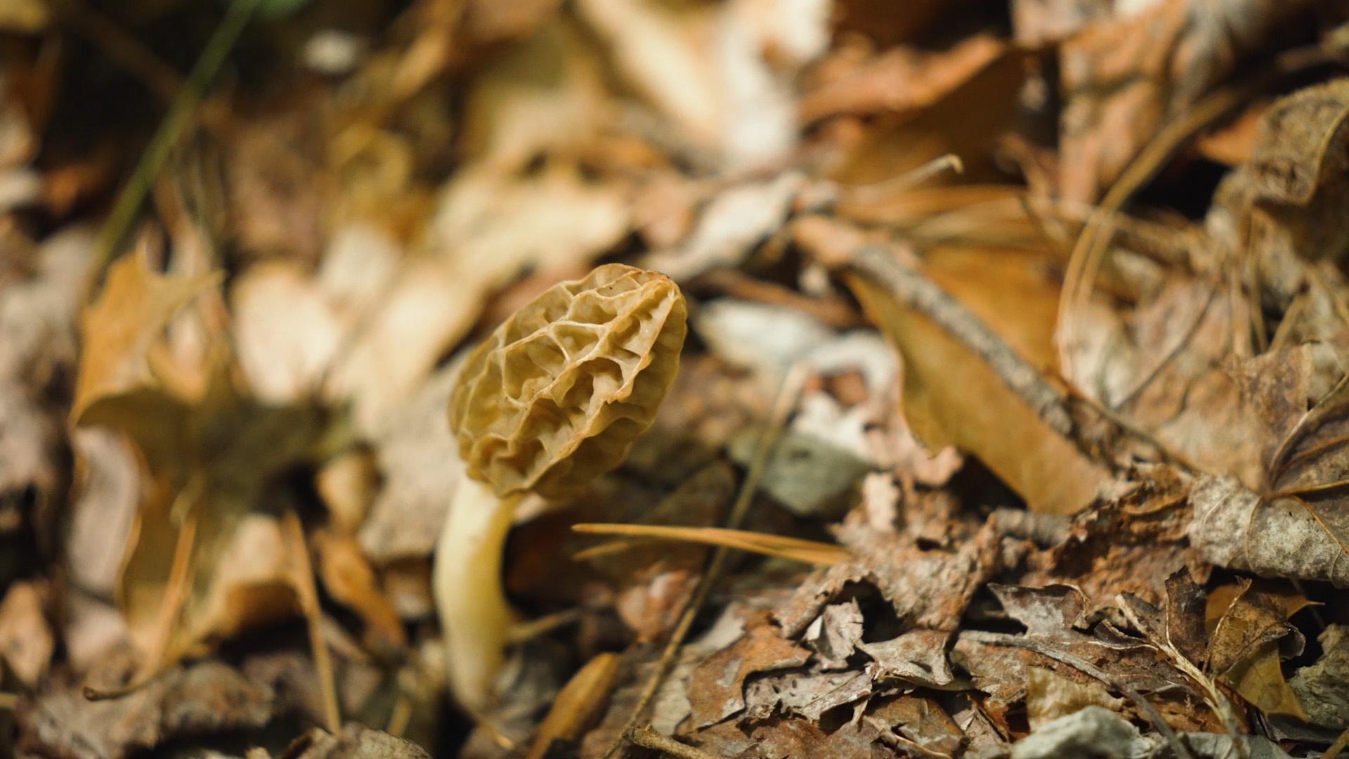 Foraging for Wild Mushrooms in the Blue Ridge Mountains | PBS North ...