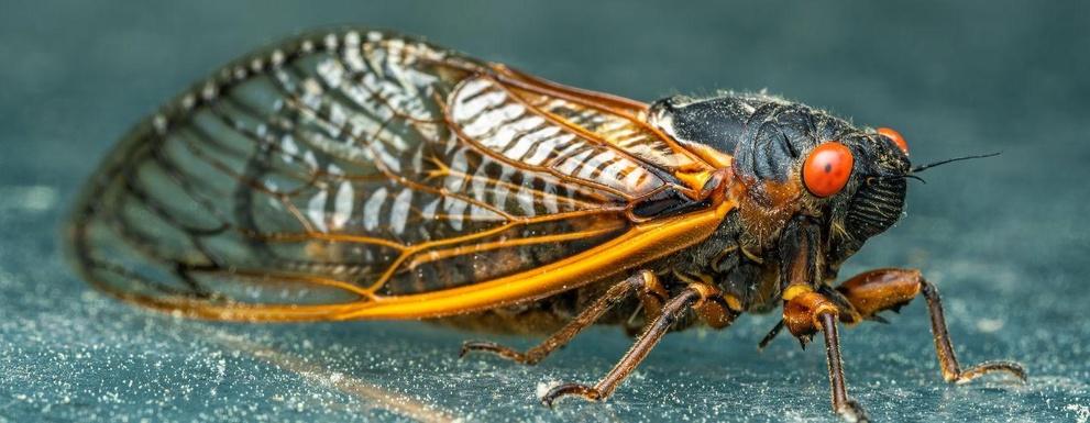 Rare Cicada Emergence Means Spring 2024 Will Be Buzzing | PBS North ...