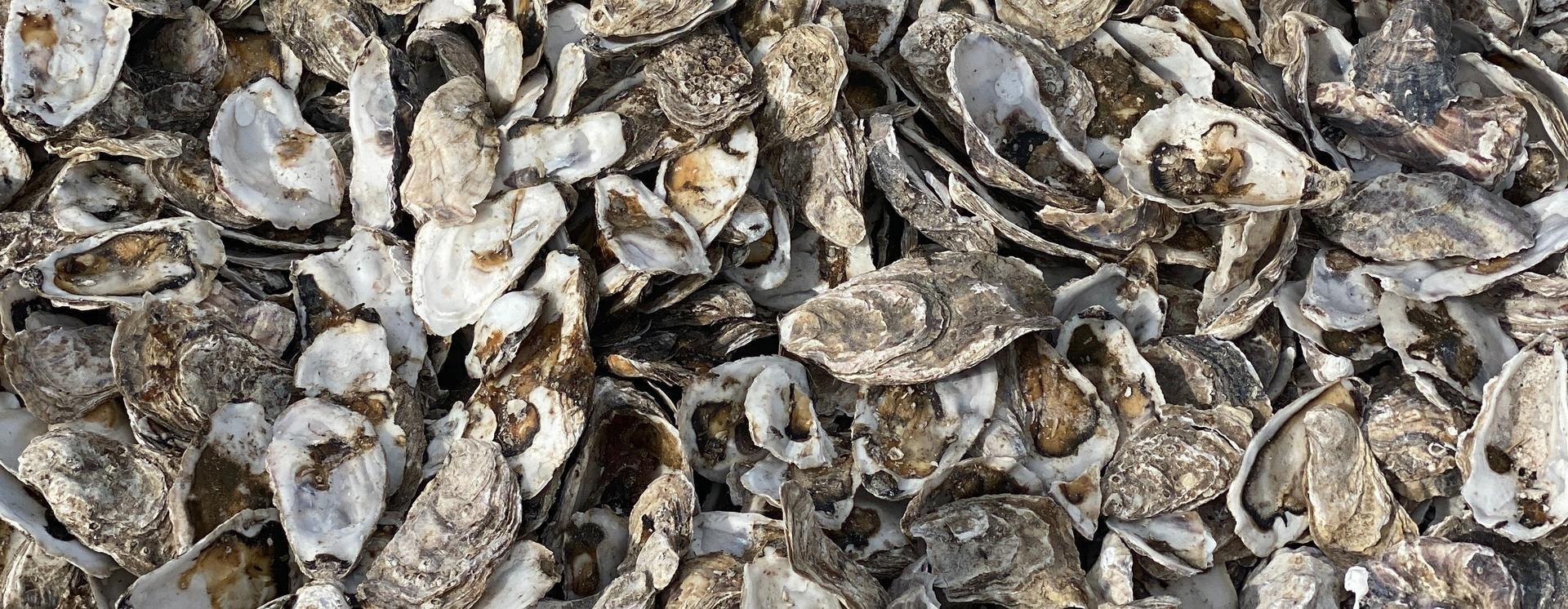 Oyster Reef Construction Shows Huge Success | PBS North Carolina