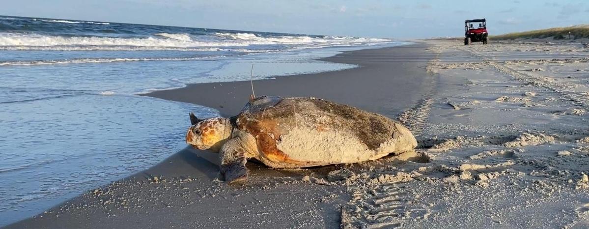Unlocking the Mysteries of Sea Turtle Migration | PBS North Carolina