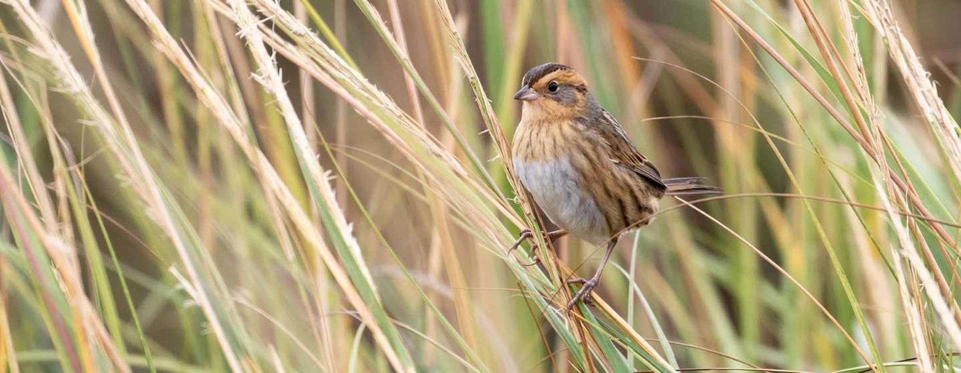 Coastal Tower Tracks Bird Travels | PBS North Carolina