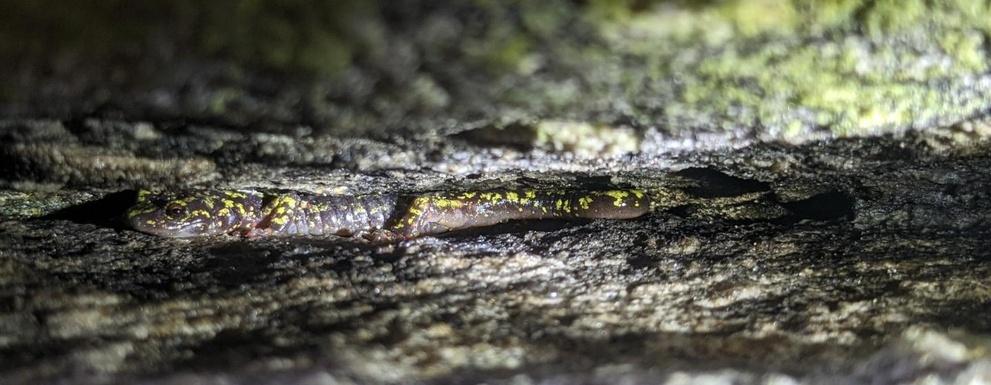Rare Salamander’s Fate Is Unknown After Helene’s Devastation | PBS ...