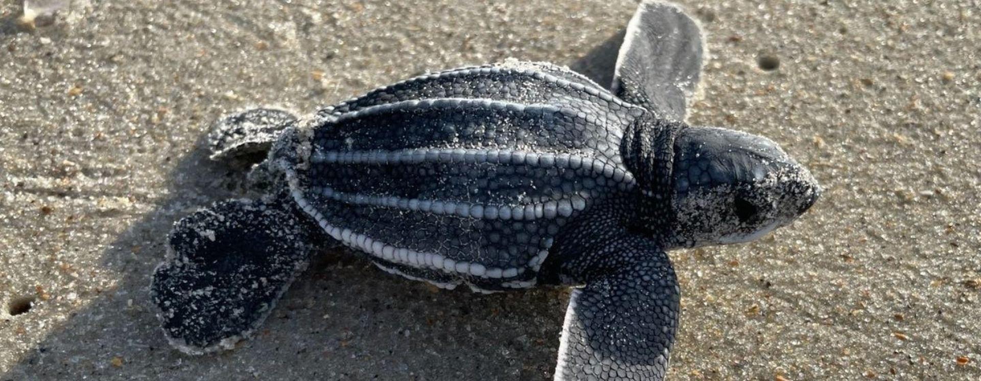 Rare Leatherback Sea Turtles Hatch on Cape Hatteras | PBS North Carolina