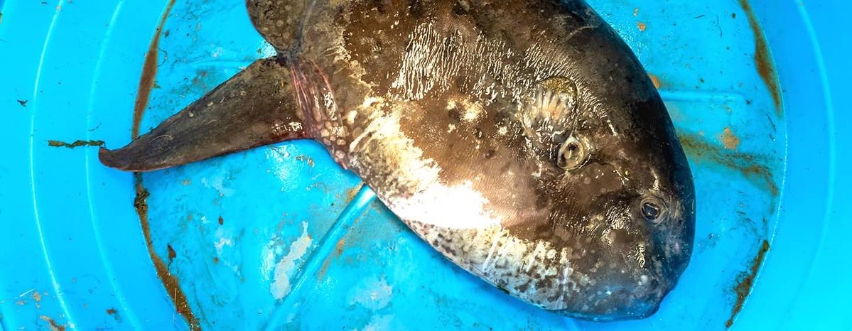 Enormous Rare Sharptail Mola Fish Washes Ashore in North Carolina | PBS ...