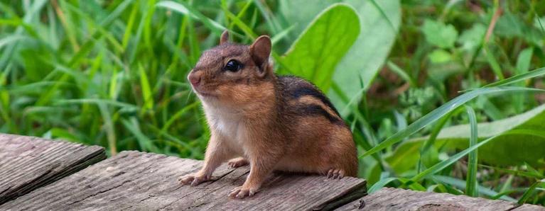 Keep an Eye Out for Chipmunks | PBS North Carolina