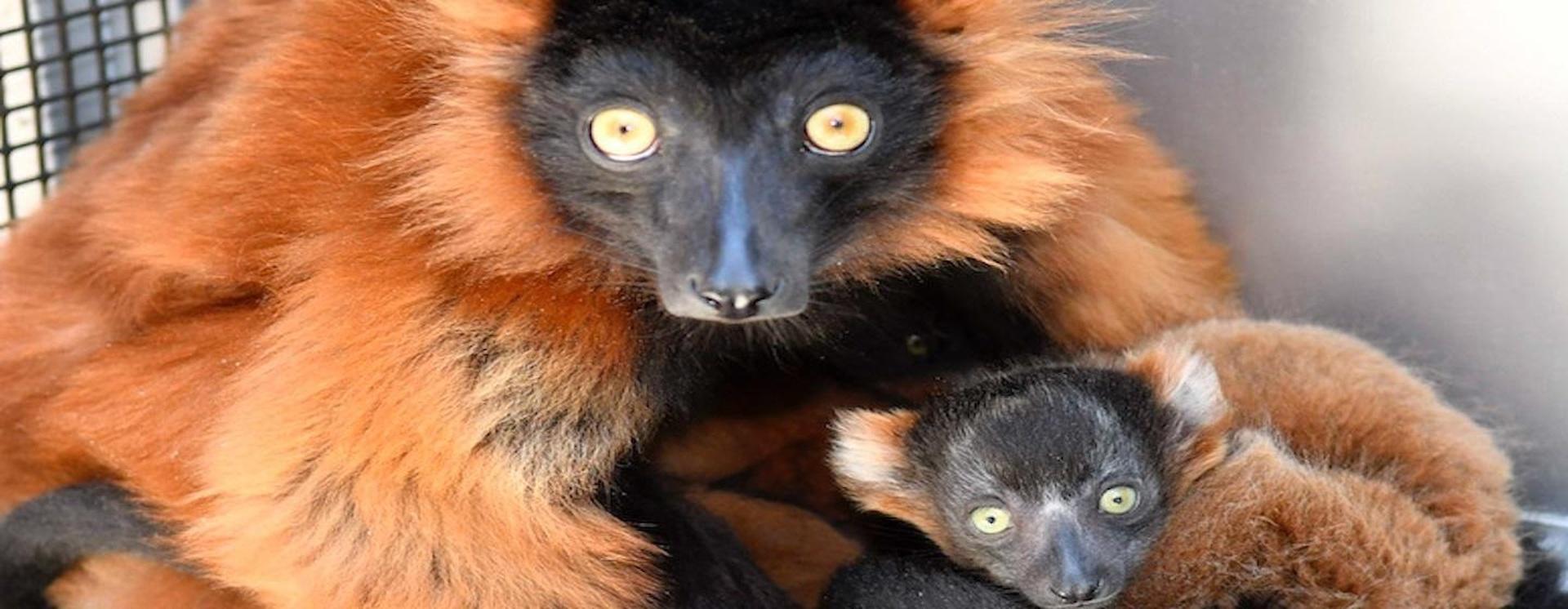 Baby Season Arrives at Duke Lemur Center