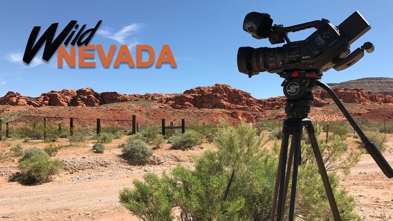 Wild Nevada