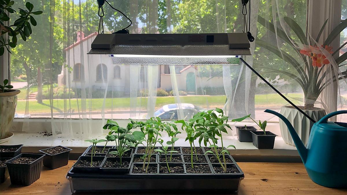 Tips For How To Use Grow Lights