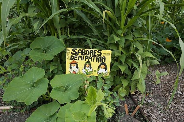 Three Sisters Planting And La Milpa