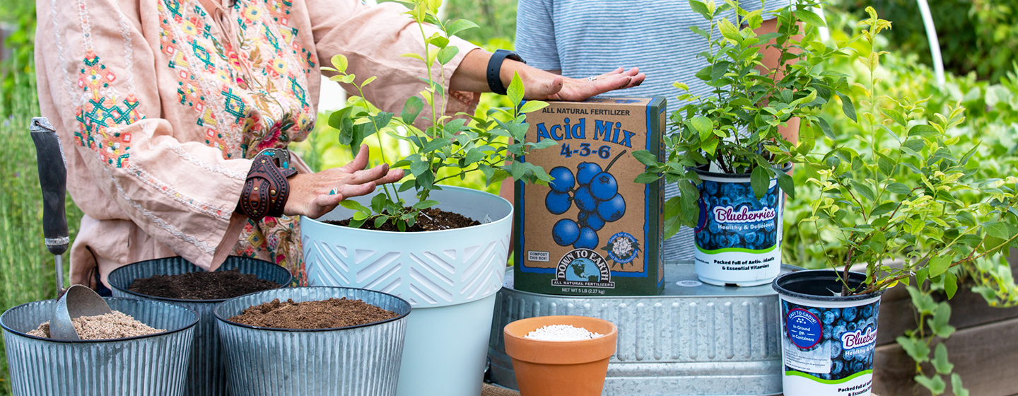 How to Grow Blueberries in Utah's Alkaline Soil