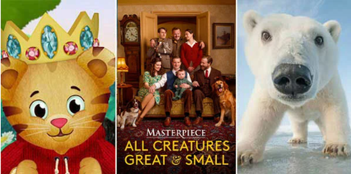 LIVE Stream Programs