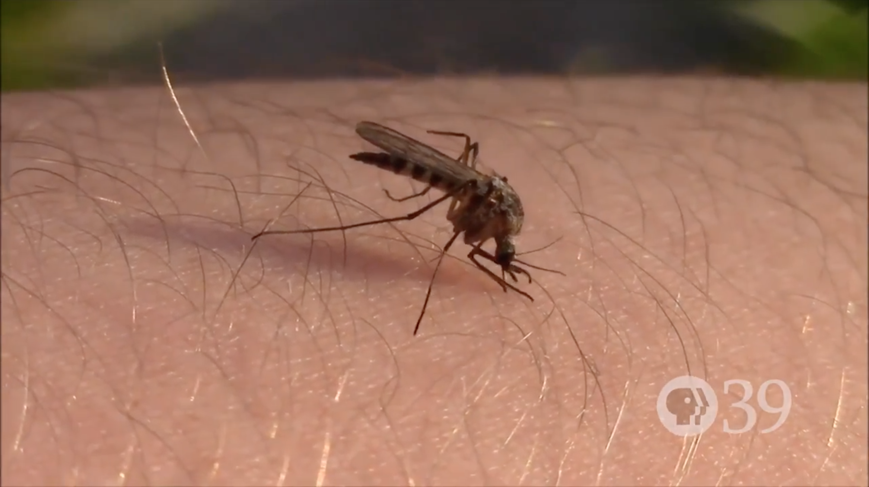 Wet Summer Leads to Mosquito Boom