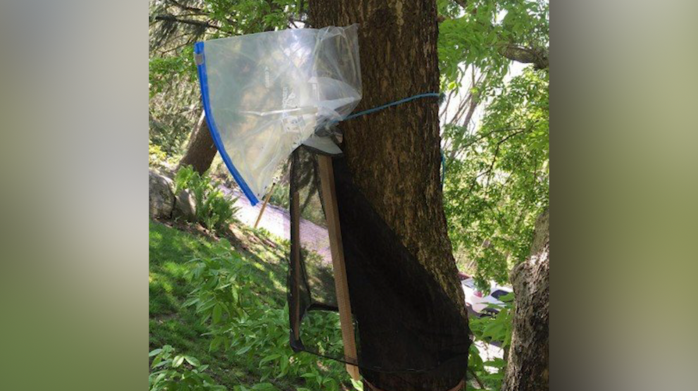 How To Make A DIY Spotted Lanternfly Trap