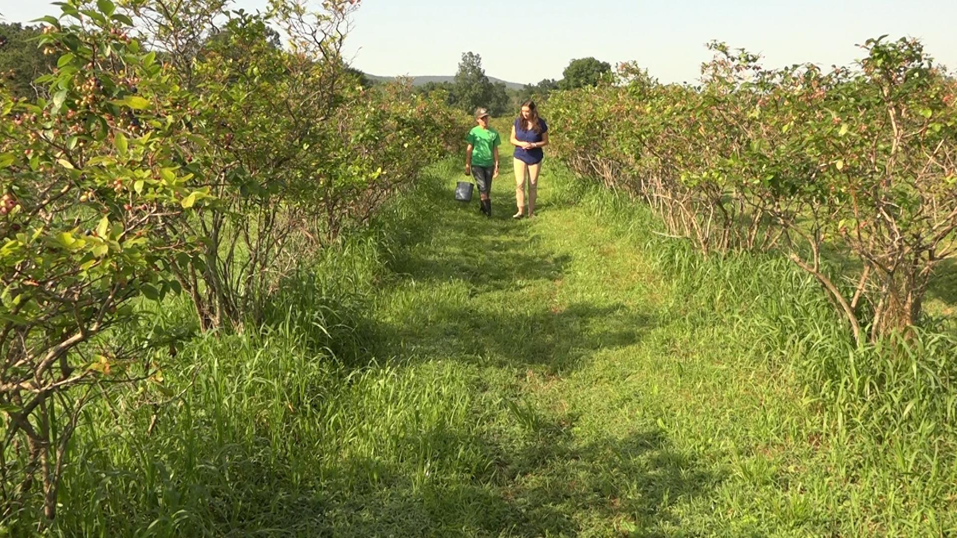 Blueberry Season a Success This Year